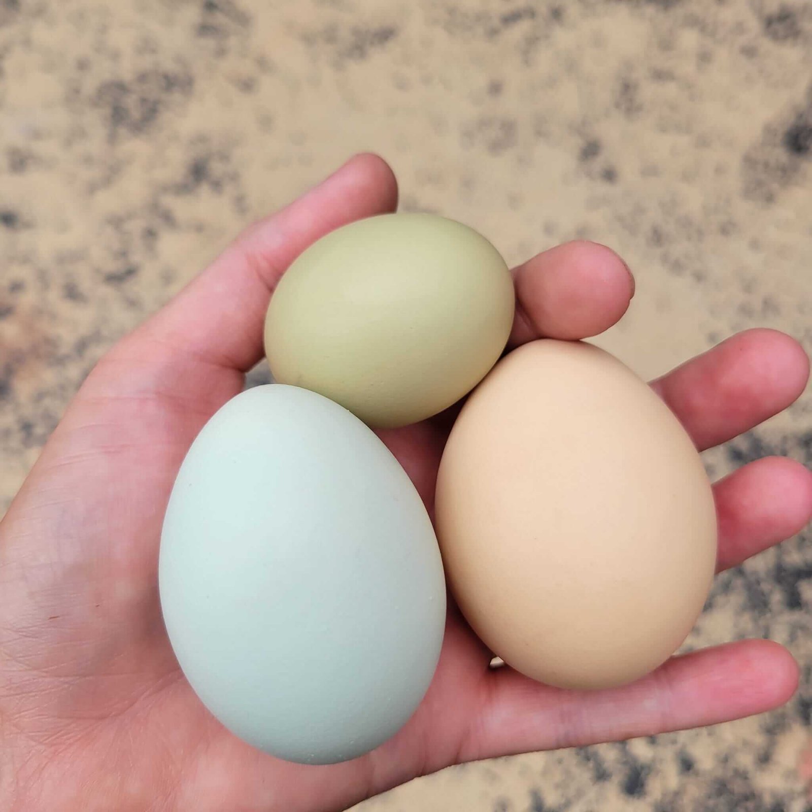 Chicken Breeds That Lay Blue Eggs - everydayhomesteading.com