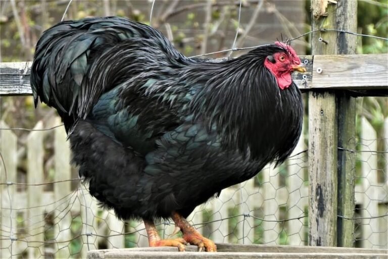 The 7 Best Dual-Purpose Chicken Breeds for Your Homestead ...