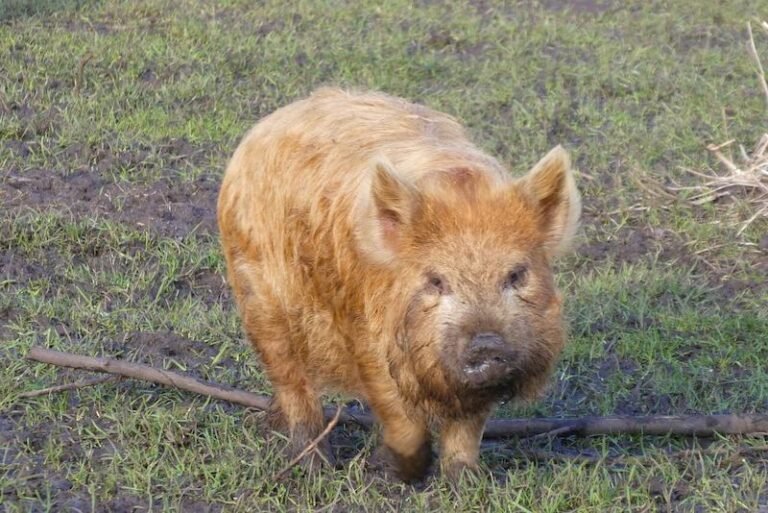 Kune Kune Pigs: The Charming, Versatile Homestead Companion ...