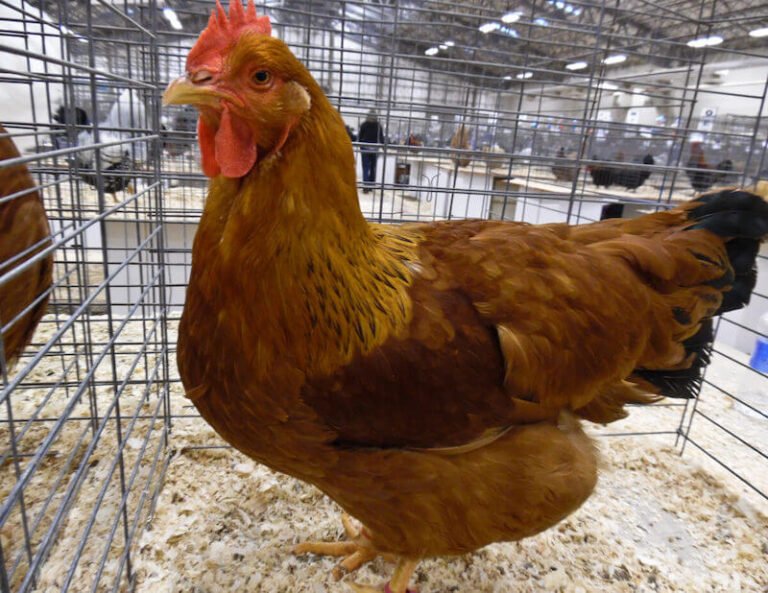 The 7 Best Dual-Purpose Chicken Breeds for Your Homestead ...
