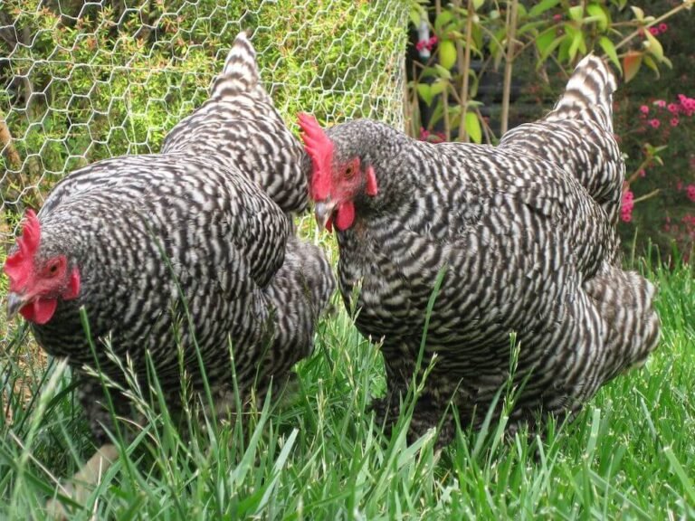 The 7 Best Dual-Purpose Chicken Breeds for Your Homestead ...