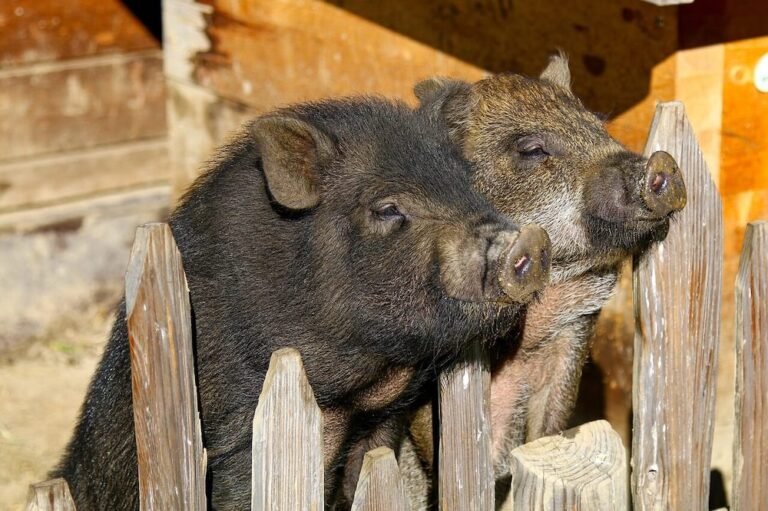Kune Kune Pigs: The Charming, Versatile Homestead Companion ...