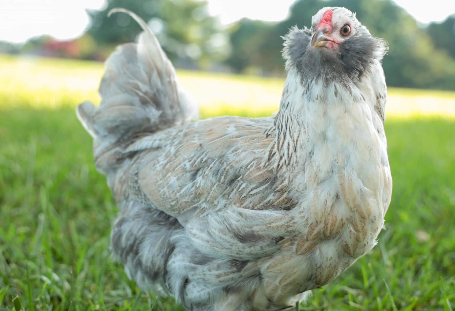 Easter Egger Chickens: The Colorful Egg Layers for Your Backyard ...