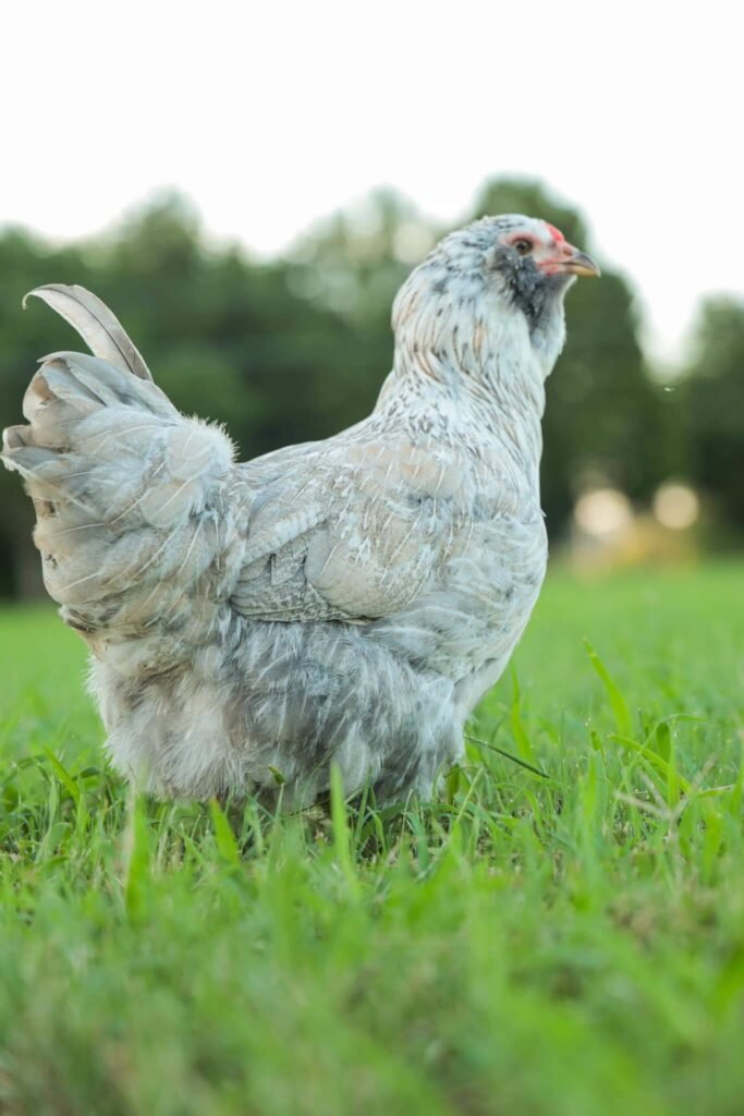 Easter Egger Chickens: The Colorful Egg Layers for Your Backyard ...