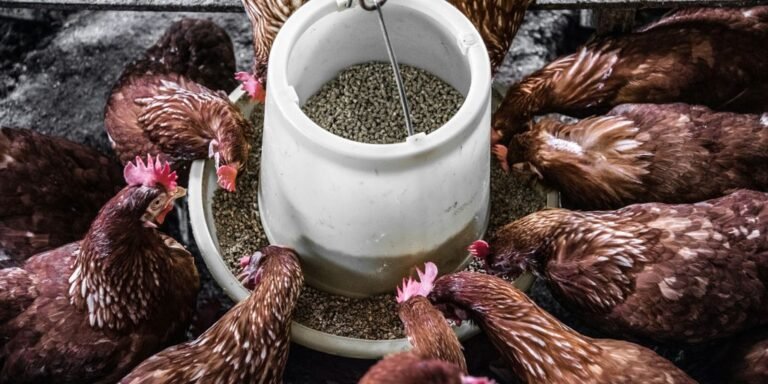 Craft Your Own: The Ultimate Guide to DIY Chicken Feed and Homemade Rations